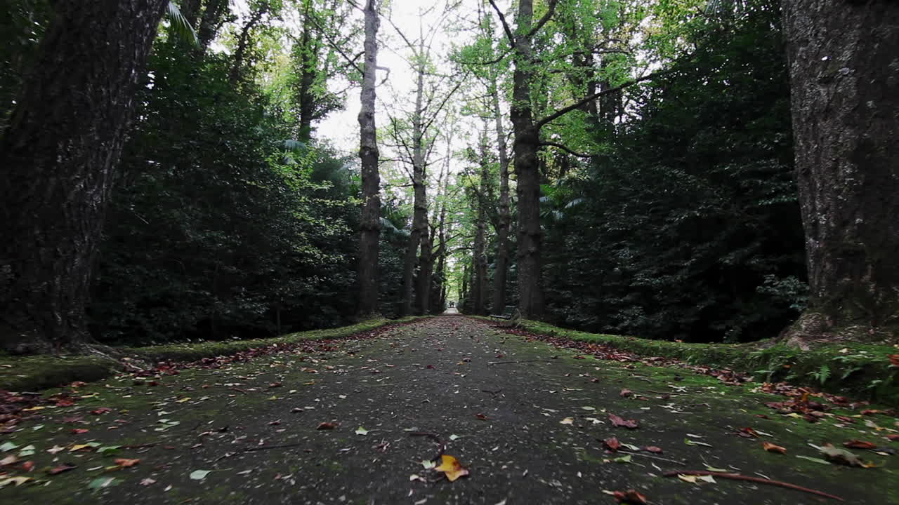 Path Less Taken At Sao Miguel Island Azores Jungle Portugal Free Stock ...