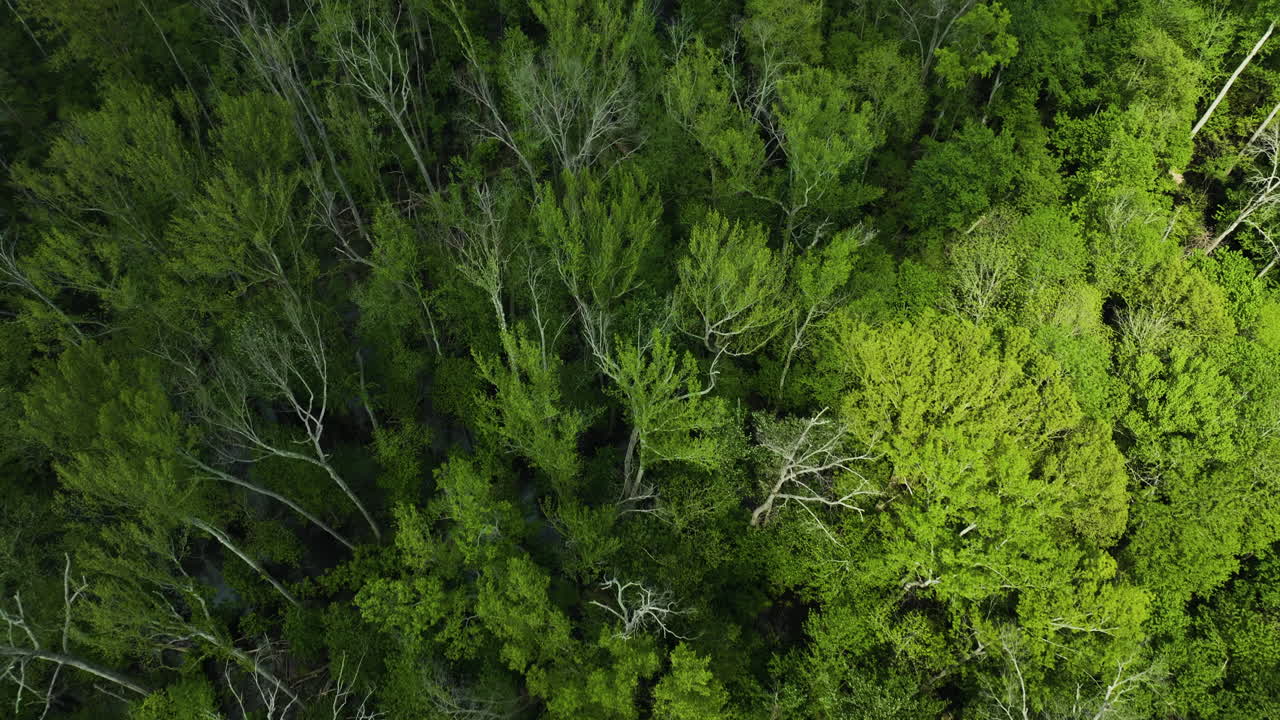 Flying above lush forests in big cypress tree state park in tennessee ...