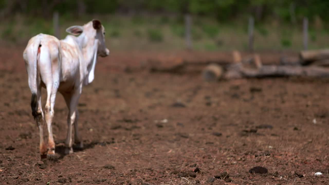 Lost And Lonely Scared Thin Calf Of A Cow In Dry Field Of Farm Free ...