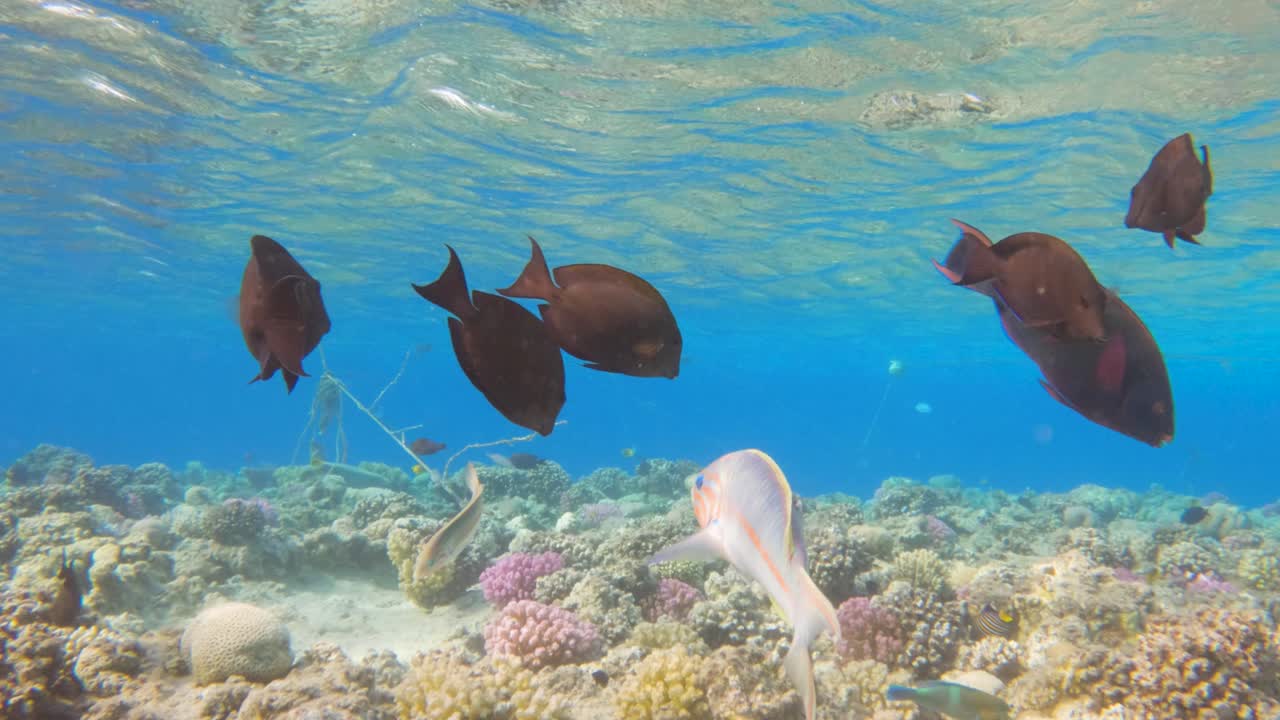 Black Tropical Fish Acanthurus Gahhm Swim Above A Coral Reef In The Red ...