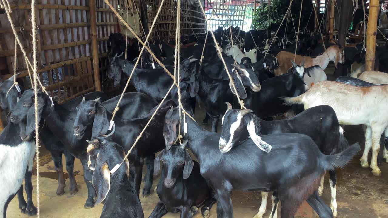 Black Bengal Goat