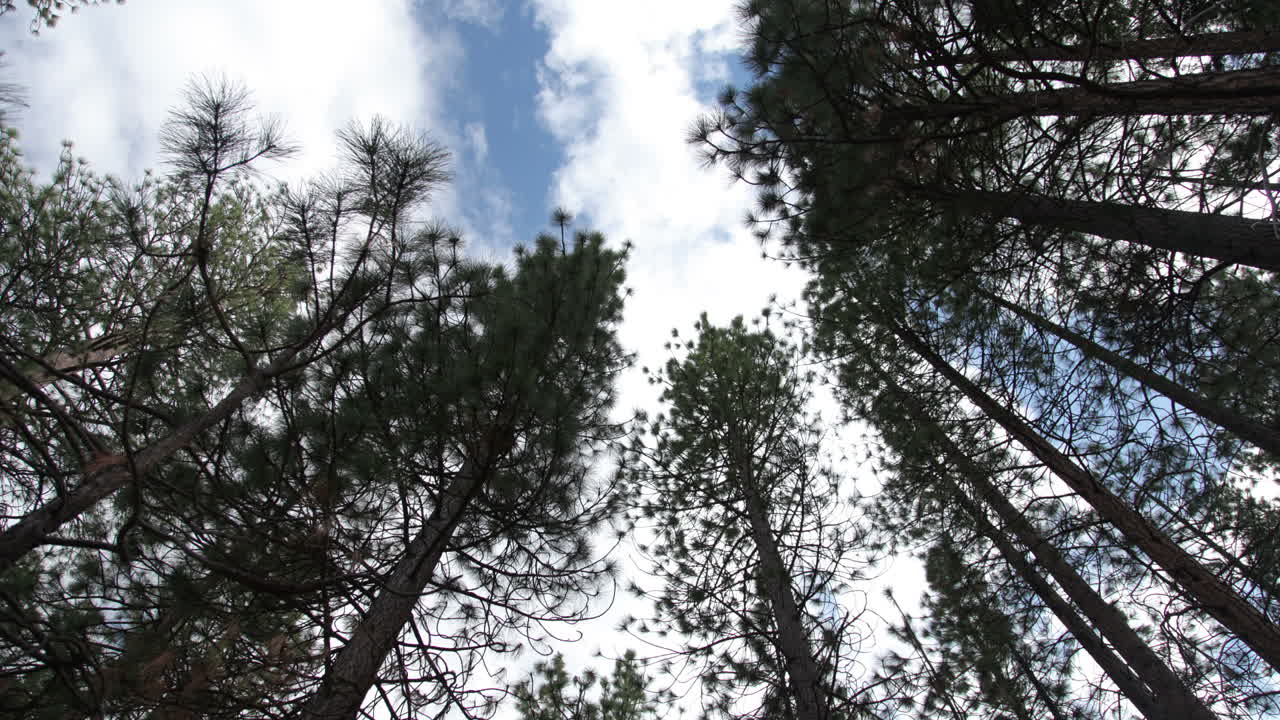 Premium stock video - Tree spin 00