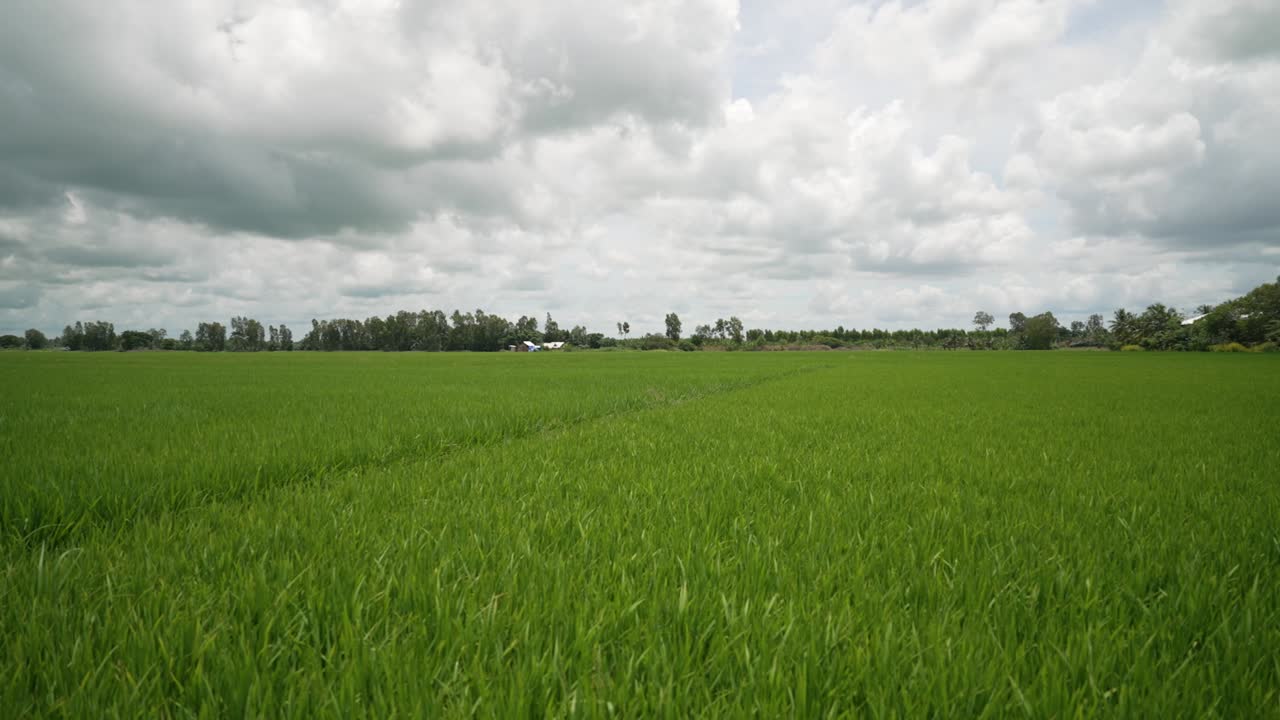 Premium stock video - Big green rice paddy fields, big scale export ...