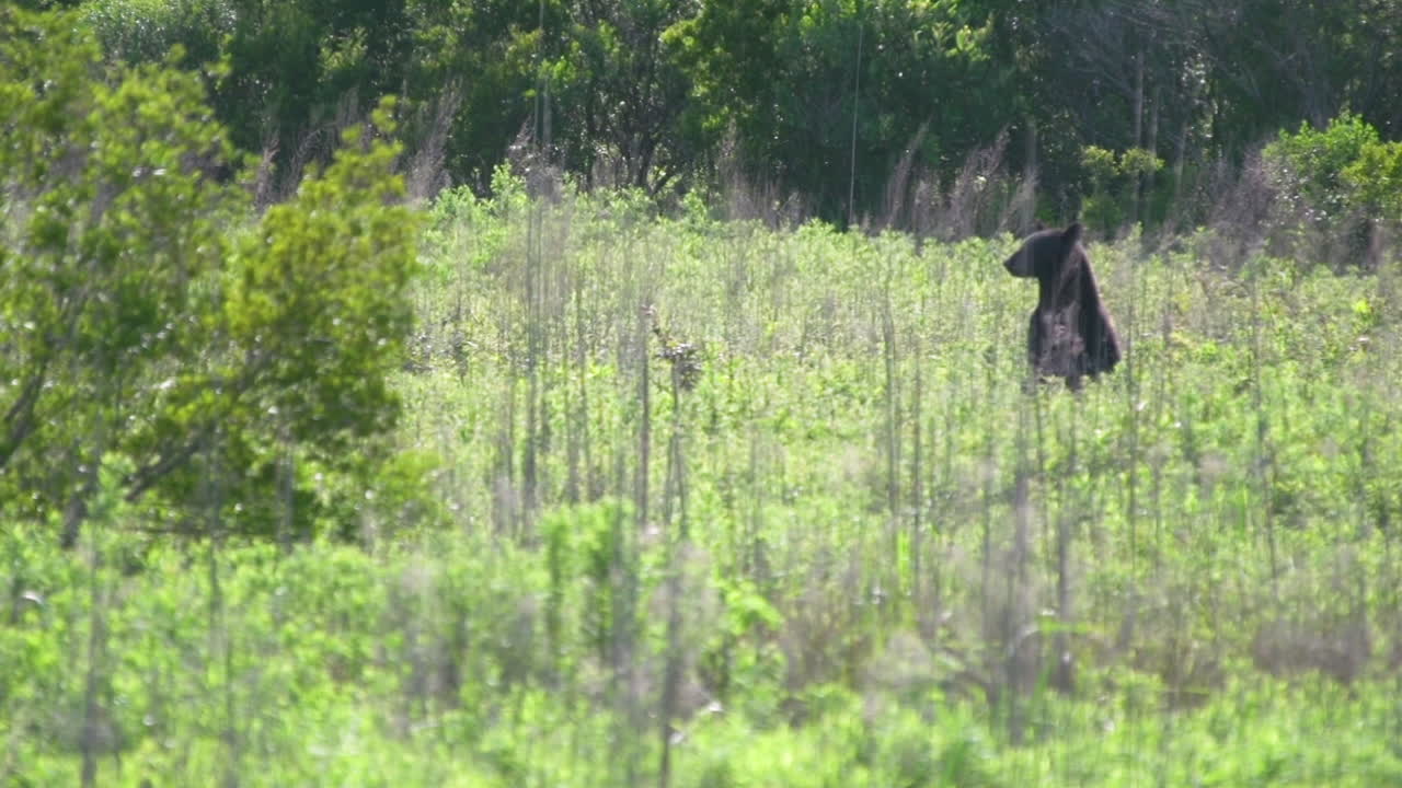 Black bear standing on two legs in a brushy field in eastern north ...