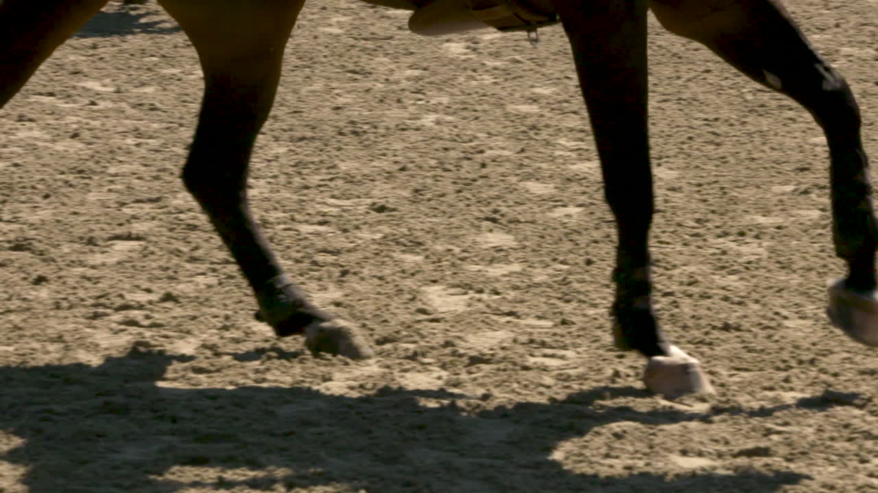 Dark brown horse legs galloping in slow motion Premium Stock Video Footage