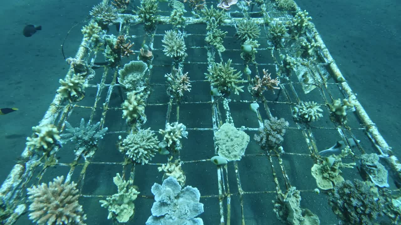 Premium stock video - Regrowing coral reef on a frame, regrow coral ...