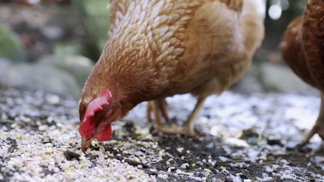Premium stock video - Chickens eating seeds