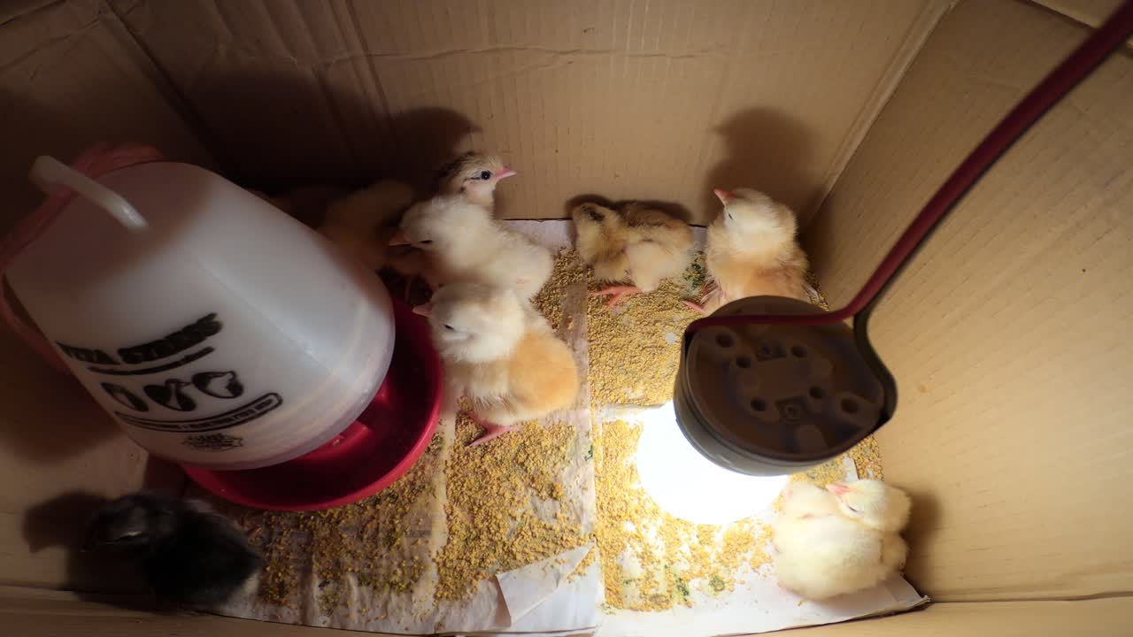 Premium stock video - Incubating baby chicks in a box for warmth -close up