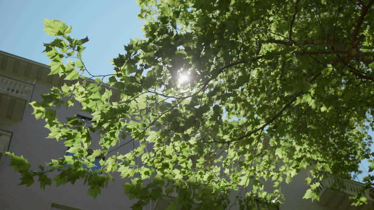 Sunlight through tree leaves Premium Stock Video Footage