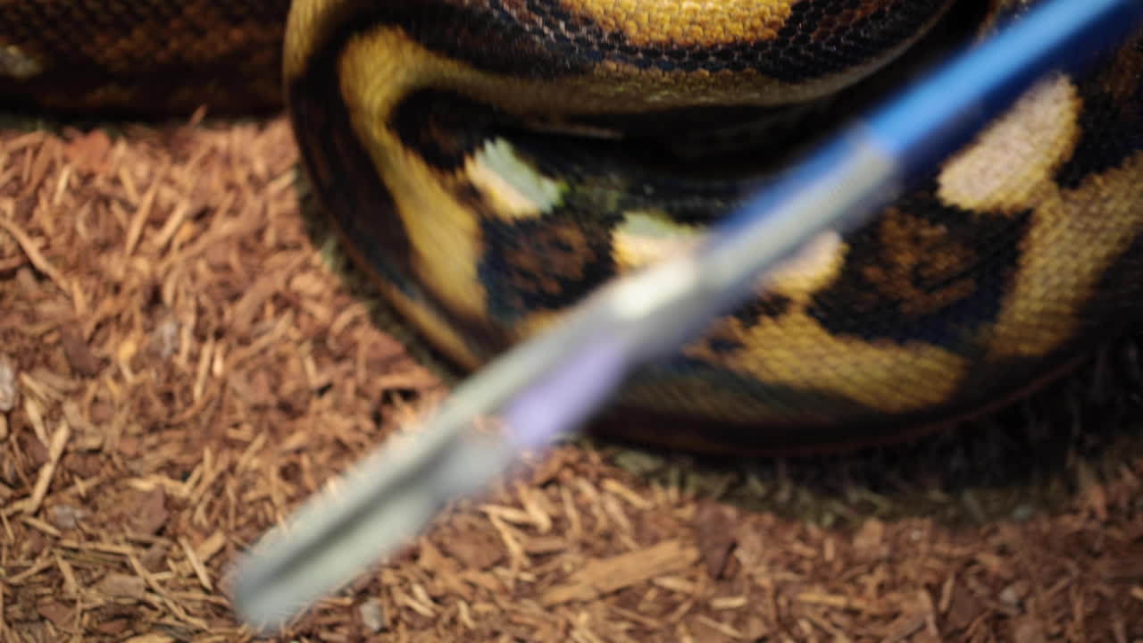 Reticulated Python Eating A Large Mammal Wrapped Up In Powerful Grip ...