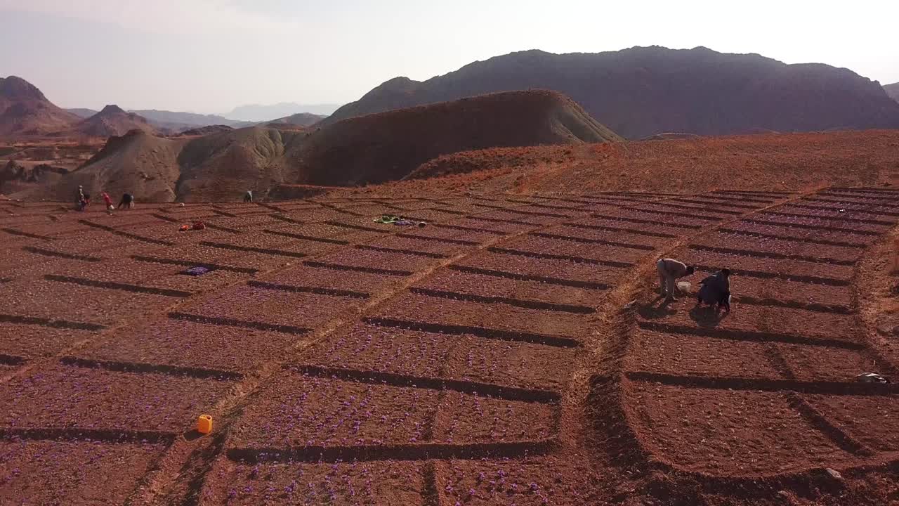 Aerial Round Farm Field Of Saffron And People Who Harvest Saffron And ...