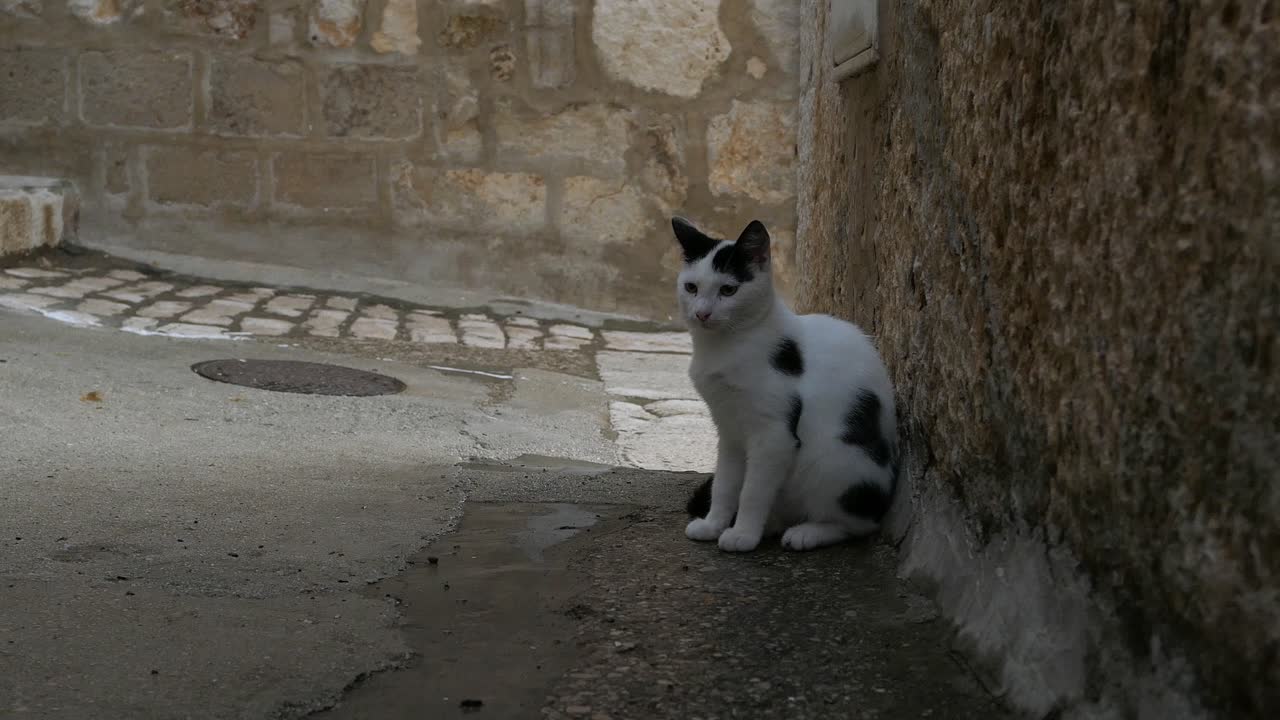 Kitten sitting in old town alley, homeless stray cat in street, Croatia ...