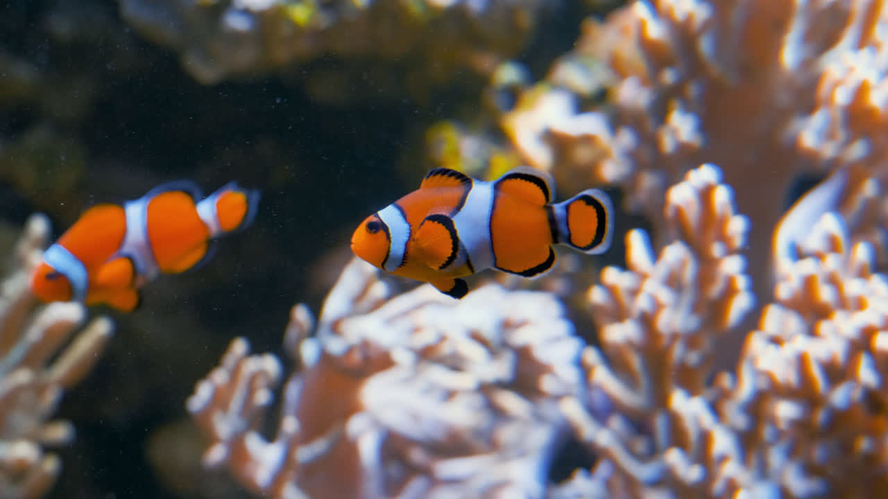 A Small Cute Orange Vibrant Clown Fish Floats Around Infront Of A Pink ...