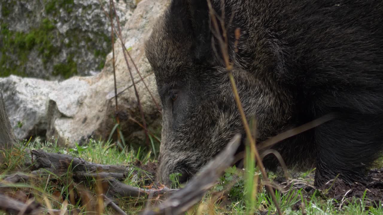 Premium stock video - Wild boar feeding from the digged ground