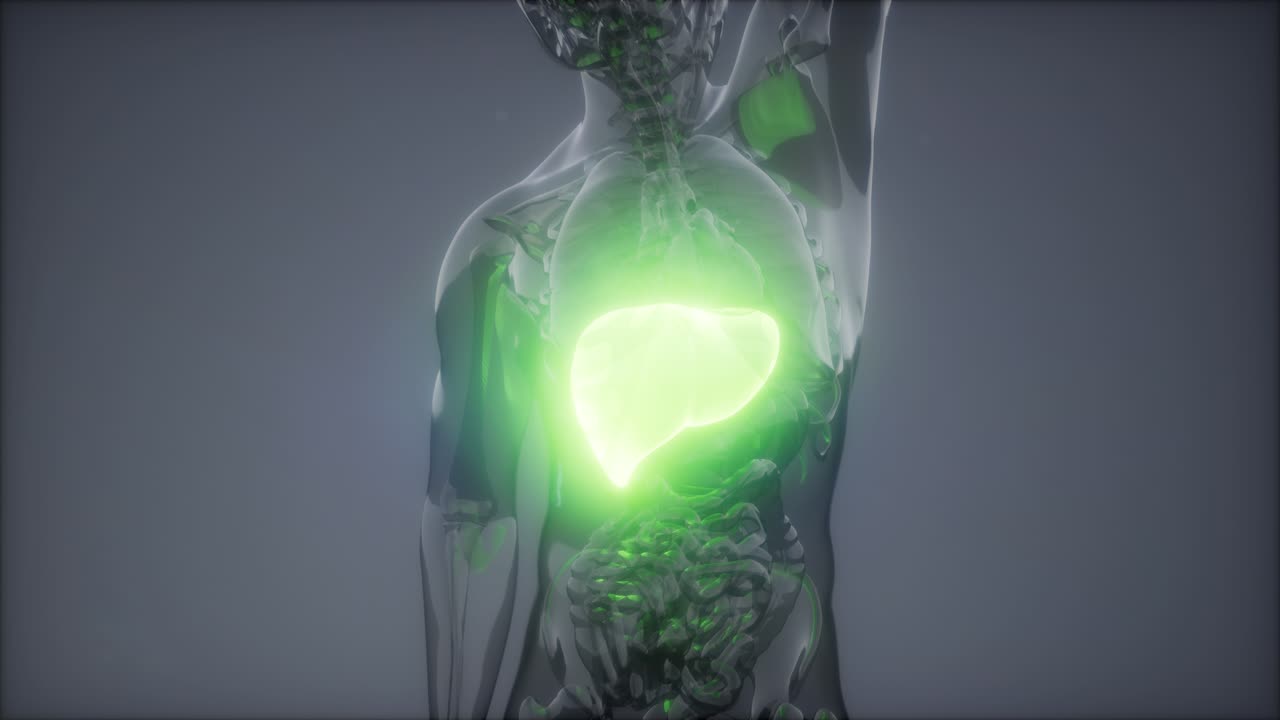 Vídeo Premium - Examen radiológico del hígado humano